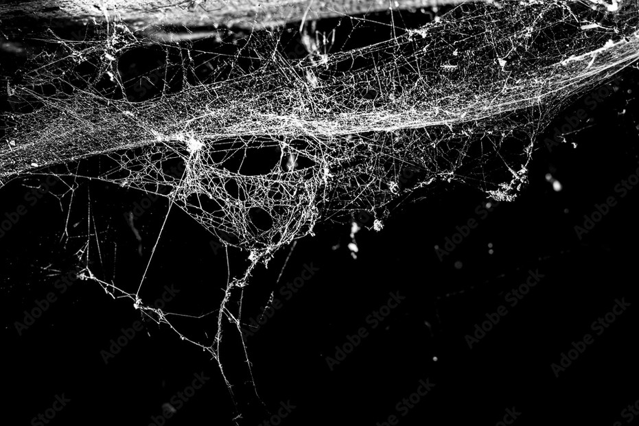 Warum wir uns instinktiv vor Schlangen und Spinnen fürchten, aber nicht ...